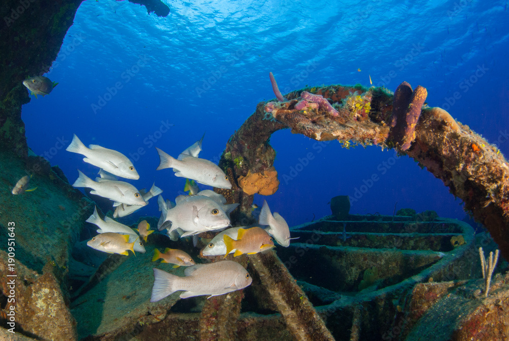 snapper fish happily swimming around their temporary home which is a ...