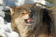 Snarling Wolf Free Stock Photo - Public Domain Pictures