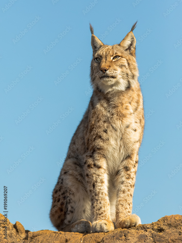 linx Stock Photo | Adobe Stock
