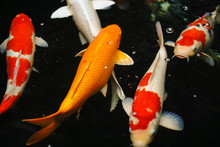 Large White Koi Fish In A Pond Free Stock Photo - Public Domain Pictures