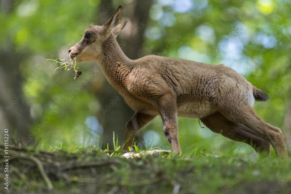 isard (ou izard), Rupicapra pyrenaica, et son jeune dans les Pyrénées ...
