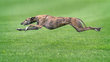Greyhound Free Stock Photo - Public Domain Pictures