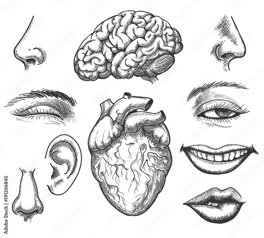 Human face and organs. Human head organ set like eye, nose and mouth ...