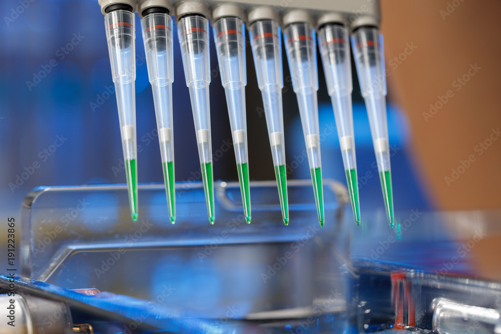 loading amplified DNA samples to agarose gel with multichannel pipette ...