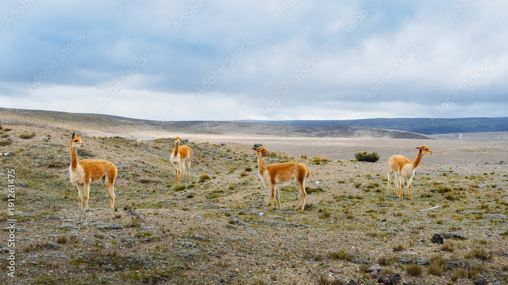 Llama is a domesticated South American camelid, widely used as a meat ...