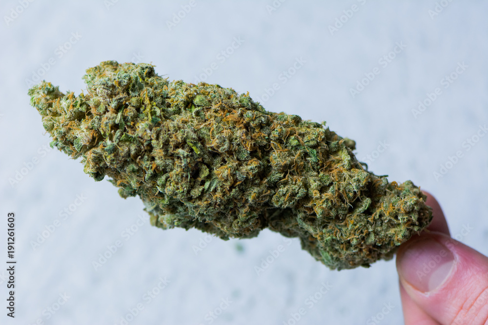 Stock-Foto „grosse Cannabis / Hanf-Blüte in der Hand “ | Adobe Stock