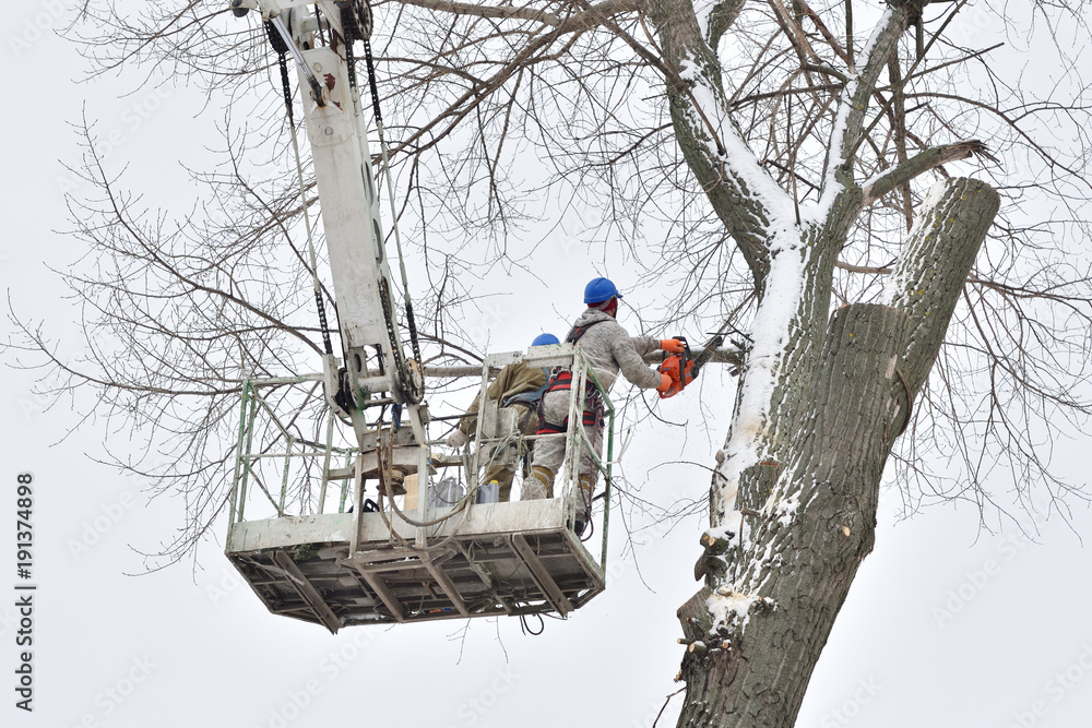 Two Working Men Cut Down A Large Tree In Winter Using A Special Rig