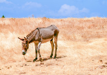 Cry Of The Donkey Free Stock Photo - Public Domain Pictures