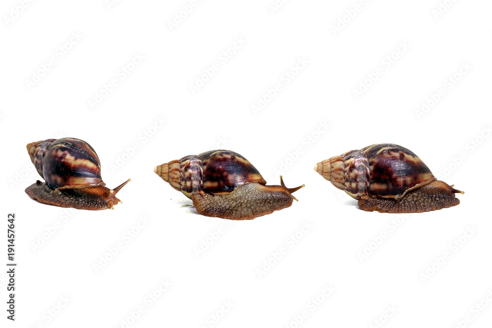 Snails and snail eggs, Snailzilla: Giant African Snail ,giant snails ...