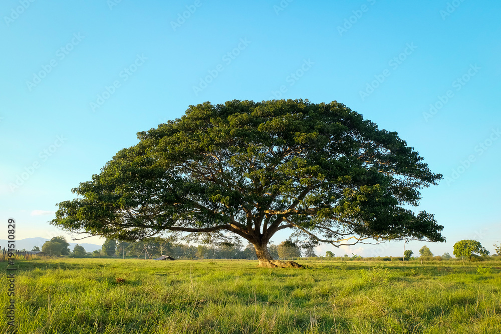 Giant Monkey pod Tree stands firm in Thailand, Rain Tree ; East Indian ...