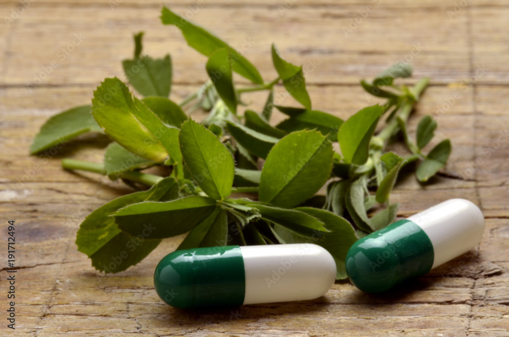 Stock-Foto „Medicago sativa Alfalfa Tolice vojtěška Erba medica Luzerne ...