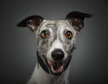 Whippet Dog Free Stock Photo - Public Domain Pictures
