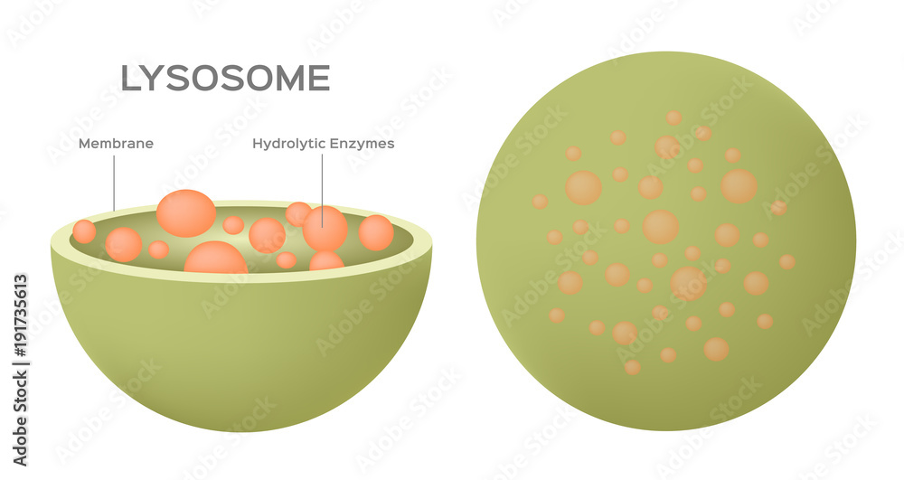 Lysosome Hydrolytic enzymes and Membrane cell vector / anatomy concept ...