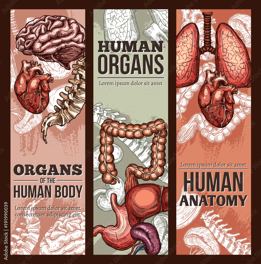 Human organs vector sketch anatomy poster Stock Vector | Adobe Stock