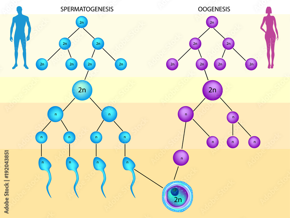 Spermatogenesis Vs Oogenesis
