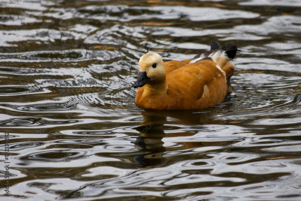 Foto Fulvous whistling duck (Dendrocygna bicolor) in beautiful colors ...