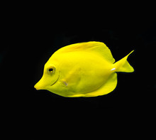 Yellow Tang Fish Free Stock Photo - Public Domain Pictures