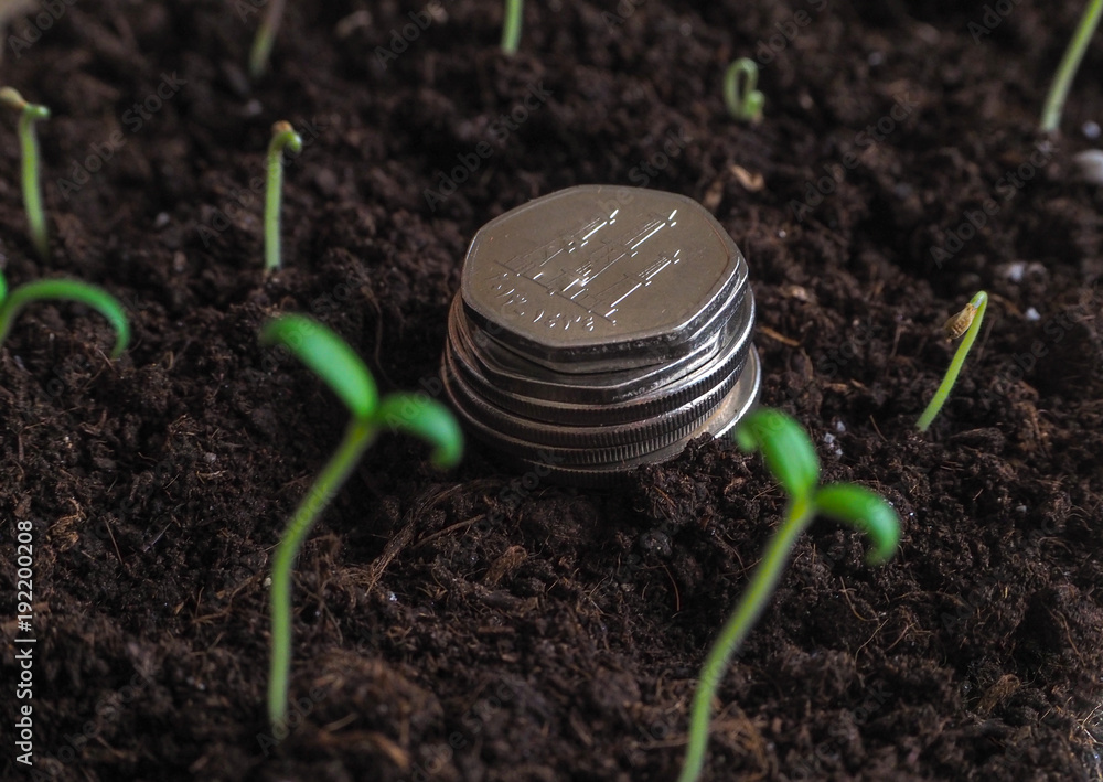 Arabic coins of dirhams and young sprouts. Development concept. Stock ...