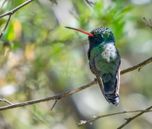 Humming Bird Couple Free Stock Photo - Public Domain Pictures