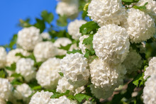 Blue Snowball Bush Free Stock Photo - Public Domain Pictures