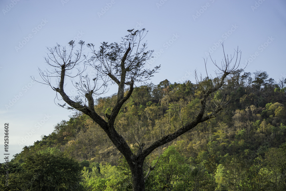 Old native tree showing re-planting in background of native trees to ...