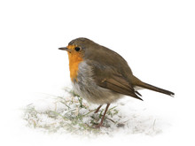 Robin Bird At Christmas Free Stock Photo - Public Domain Pictures