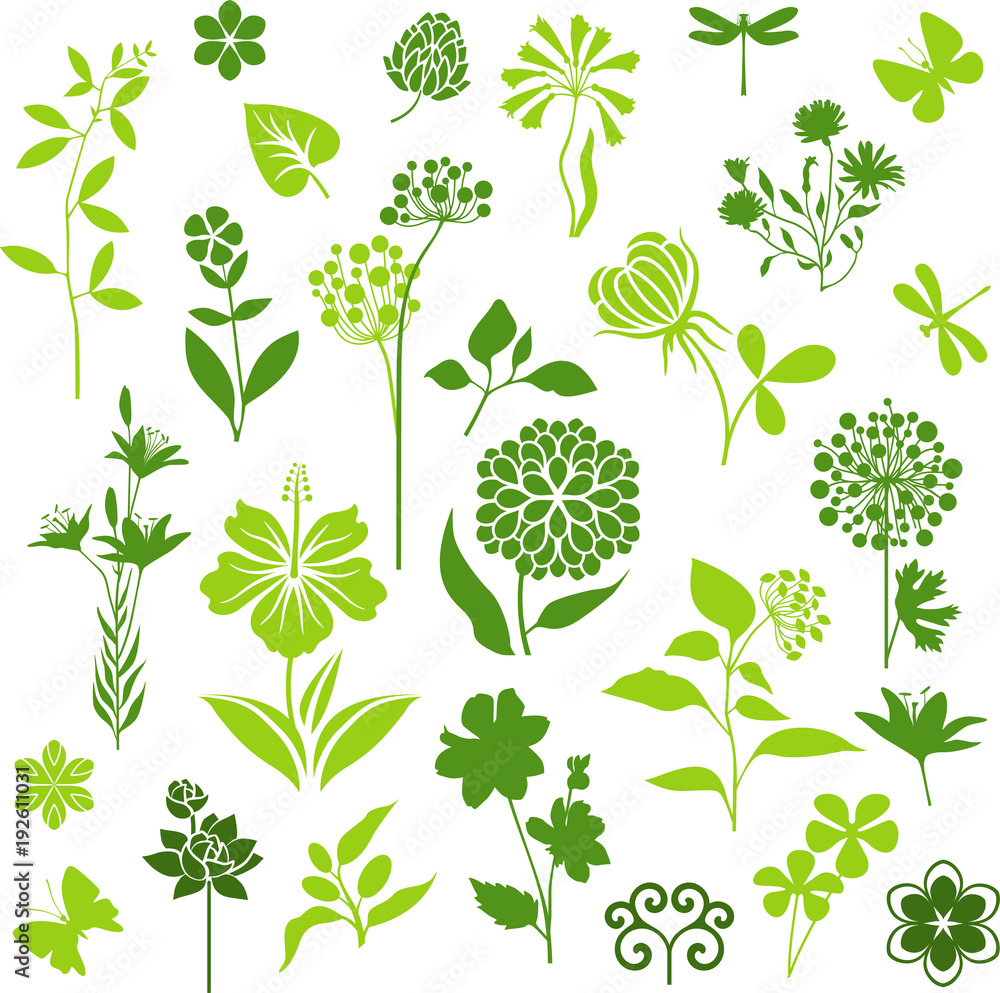 Flowers and detailes Stock Vector | Adobe Stock