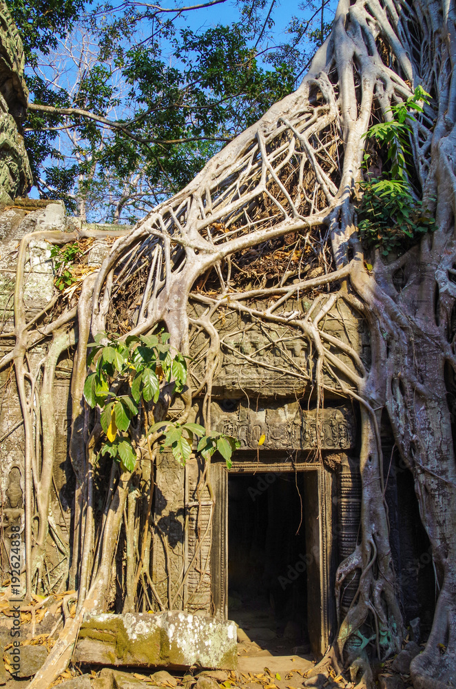 Temple Ta Prohm. Tree growing out of the ruins. Strangler fig (Ficus ...
