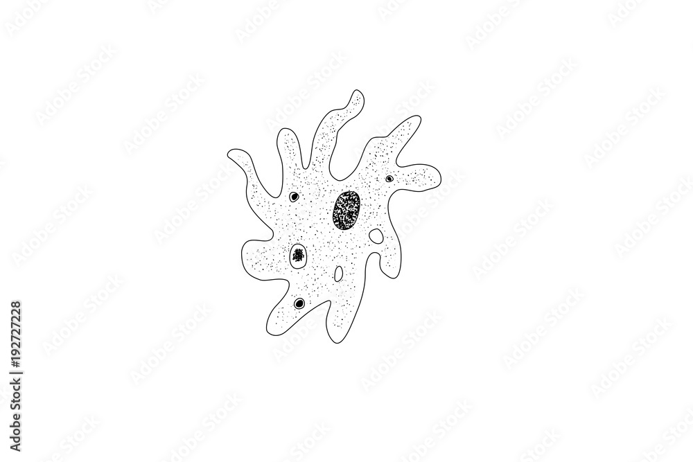 amoeba cell drawing