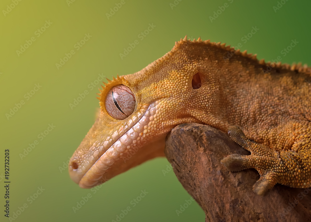 Crested gecko/Correlophus ciliatus macro closeup Stock Photo | Adobe Stock