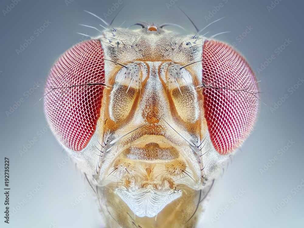 Drosophila melanogaster fruit fly extreme close up macro Stock Photo ...