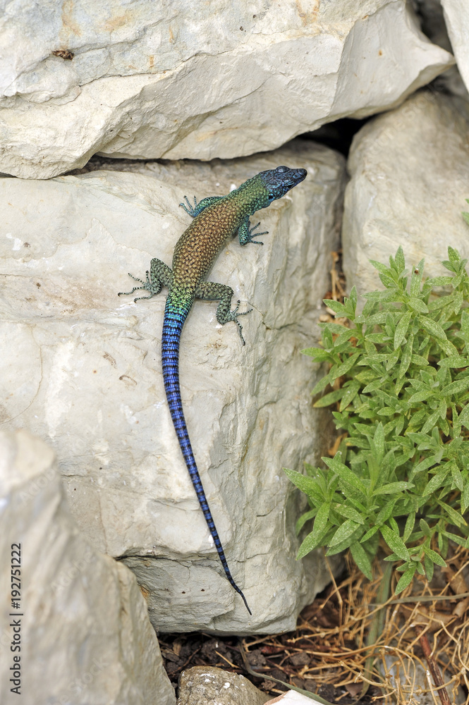 Dalmatinische Spitzkopfeidechse / Männchen (Dalmatolacerta oxycephala ...