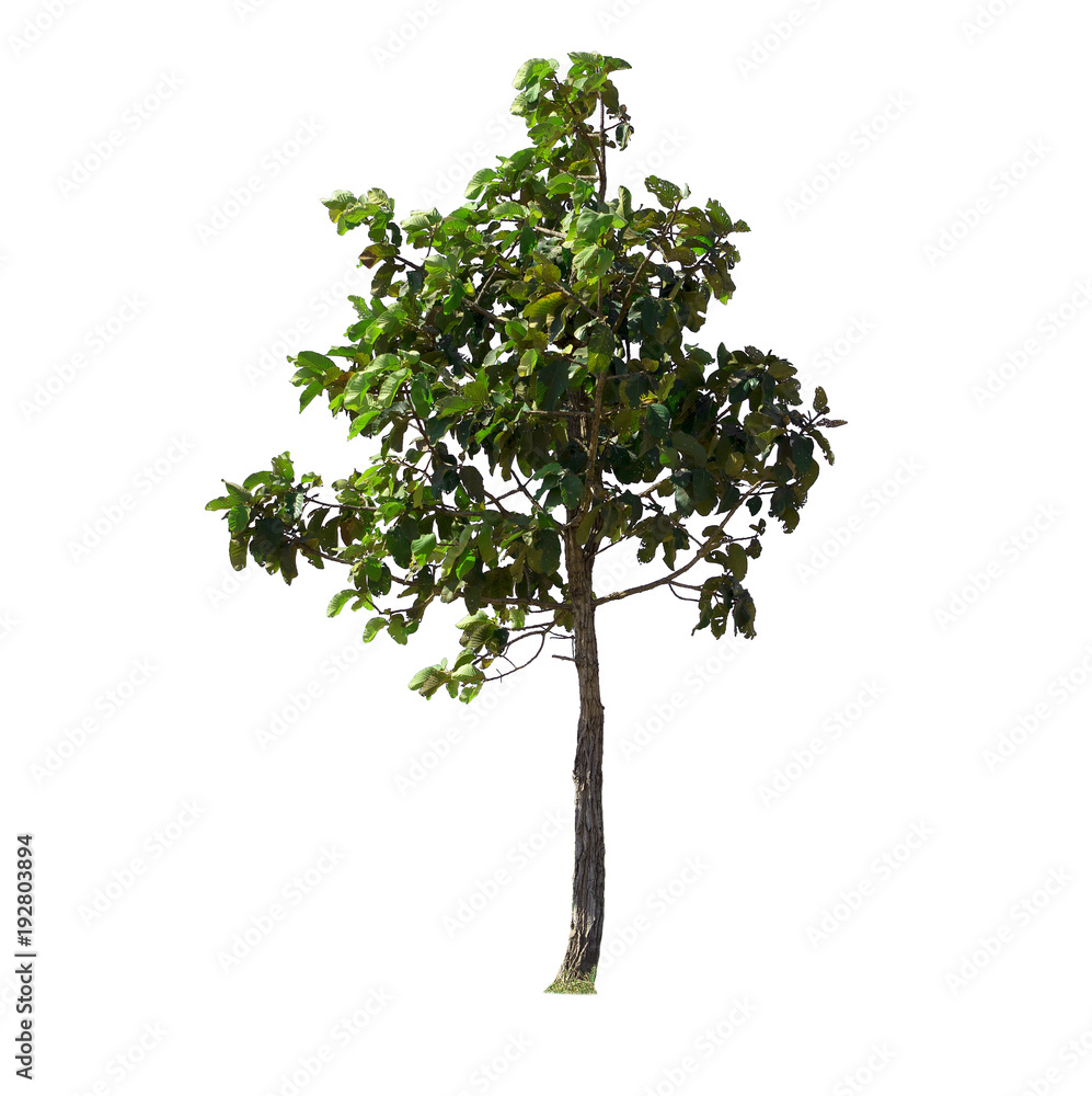 Dipterocapus intricatus Dyer. Small tree isolated on white background ...