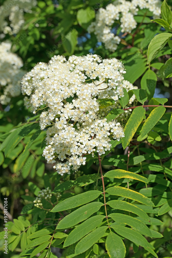 Stock-Foto „Blühender Vogelbeerbaum, Sorbus aucuparia“ | Adobe Stock
