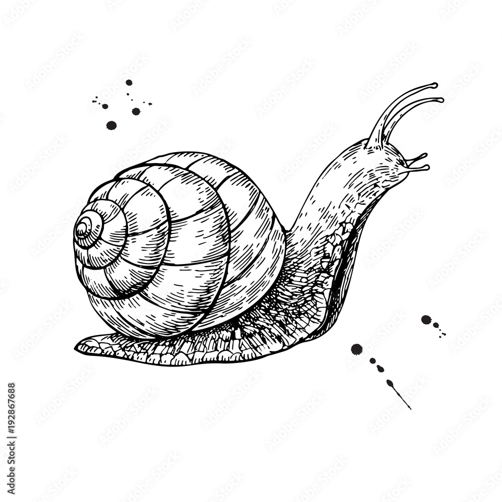 Snail vector drawing. Hand drawn isolated sketch. Engraved anima Stock ...
