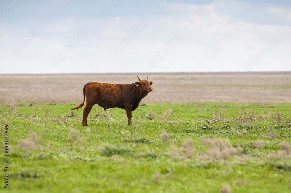 Cattle,colloquially cows,are the most common type of large domesticated ...