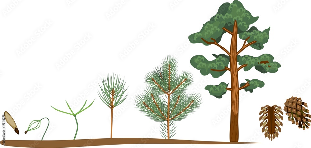 Pine tree life cycle. Plant growin from seed to mature pine tree with ...