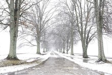 Bare Trees In Winter Snow Free Stock Photo - Public Domain Pictures