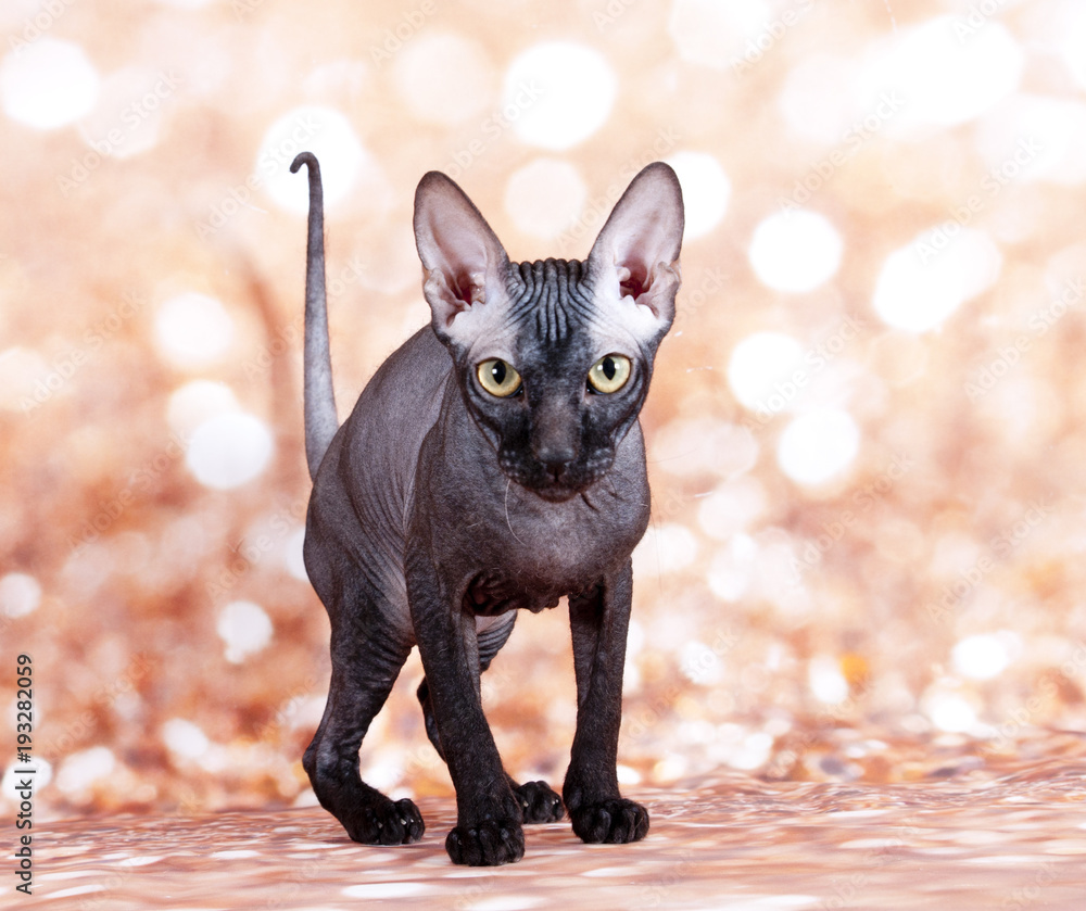 sphinx in the gold background Stock Photo | Adobe Stock