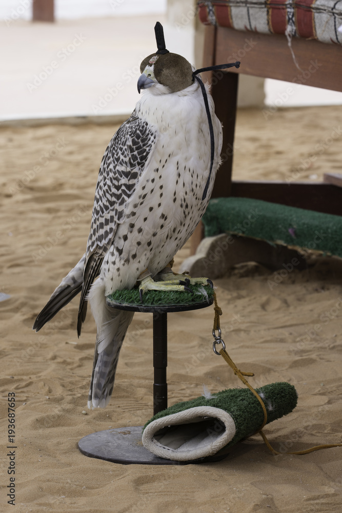 Arabian falcon with head cover Stock Photo | Adobe Stock