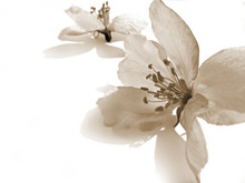 Sepia Image With Apples Free Stock Photo - Public Domain Pictures