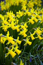 Miniature Daffodils Free Stock Photo - Public Domain Pictures