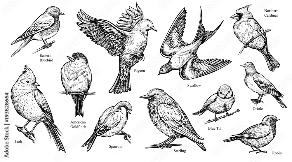 Birds hand drawn vector illustration. Stock Vector | Adobe Stock