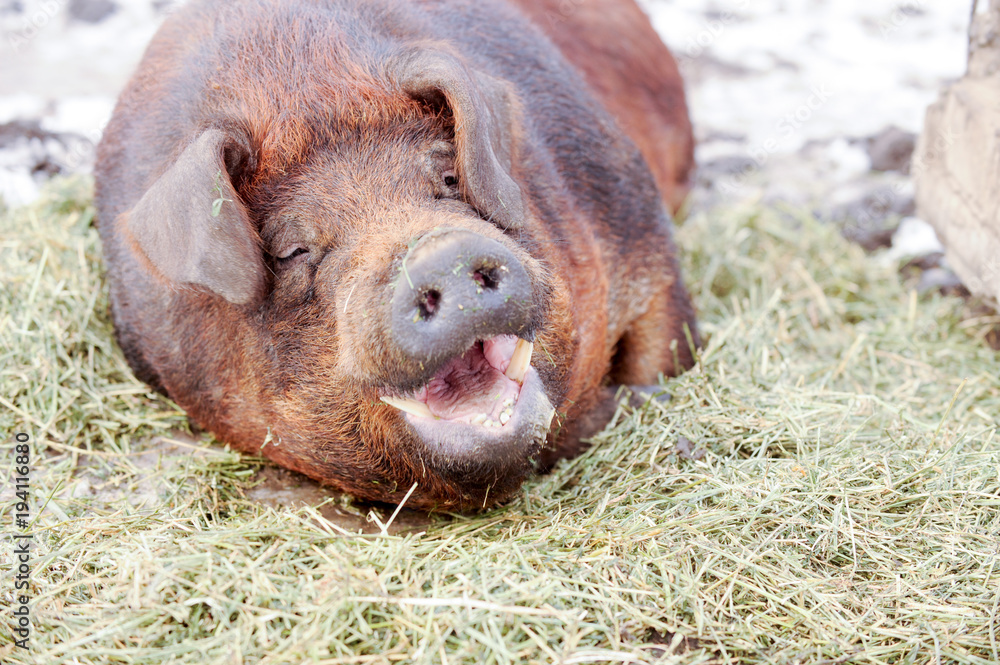 Big producer of red wild boar. Meat breed of pigs Duroc. Pigs grazing ...