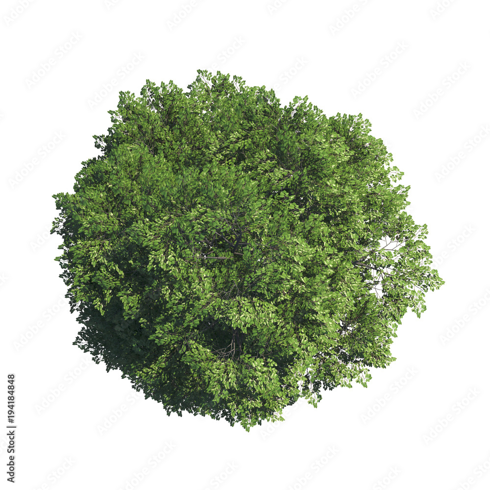 Top view tree bush path selection Stock Illustration | Adobe Stock