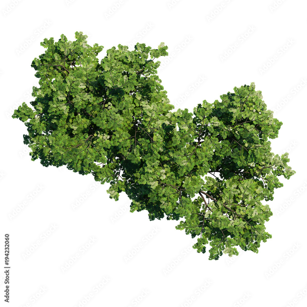 Tree top view path selectection Stock Photo | Adobe Stock