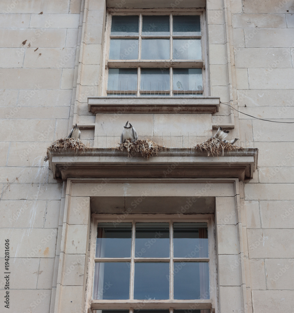 Seagulls nesting on a window ledge despite anti seagull spikes Stock ...