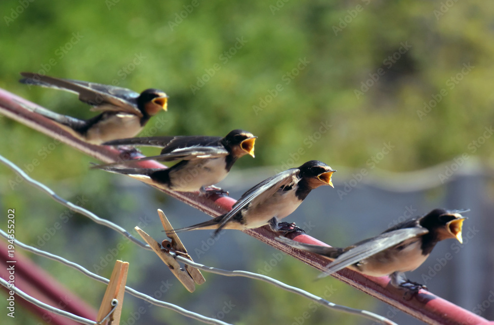 Barn Swallow baby birds family sitting on metallic rib and waiting for ...