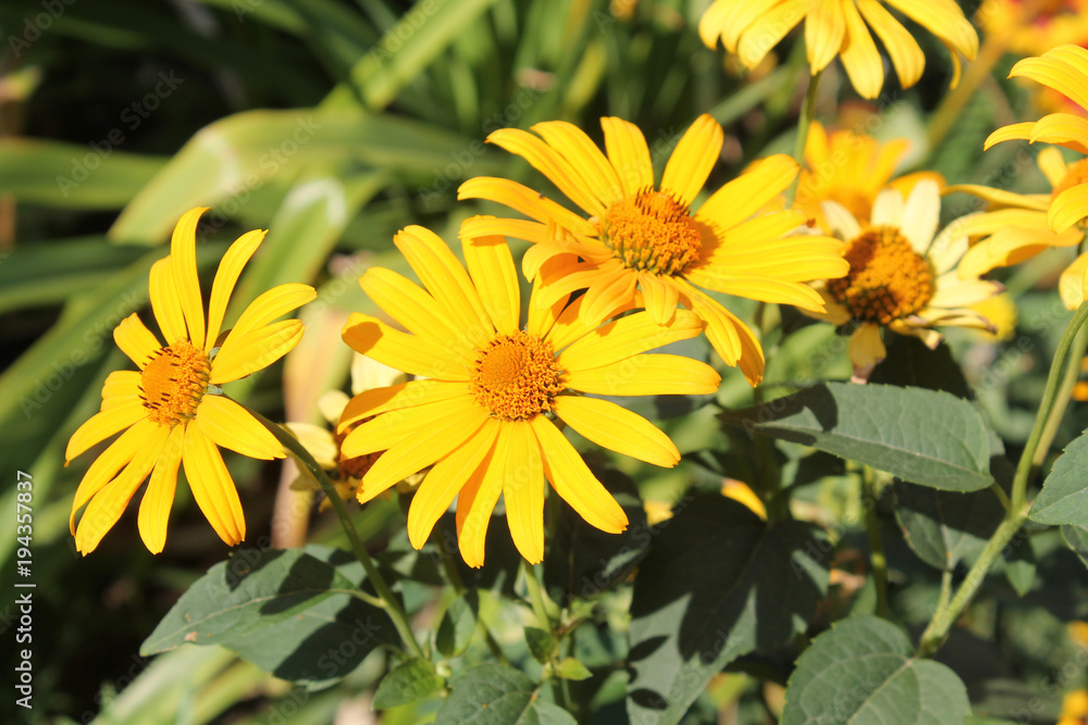 Yellow flowers of large-flowered tickseed or Coreopsis grandiflora ...