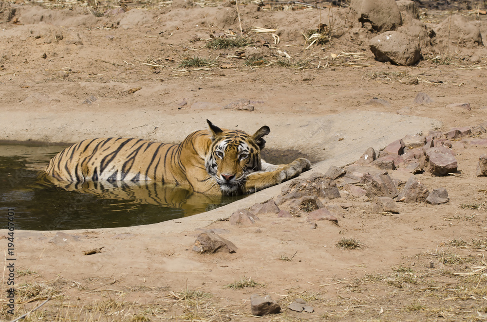 On a hot summer day tigers tend to relax in water hole cooling ...